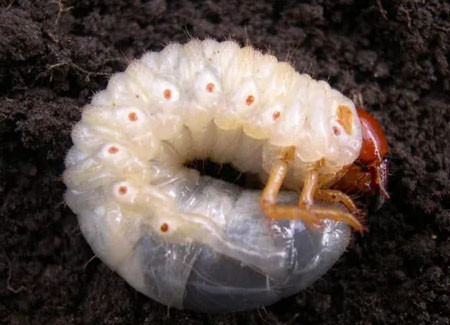 Manual Fitosanitario