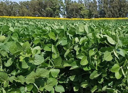 Manual Fitosanitario