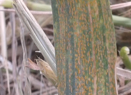 Manual Fitosanitario