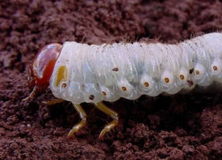 Manual Fitosanitario